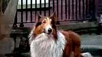 Lassie - Película 2005 - SensaCine.com