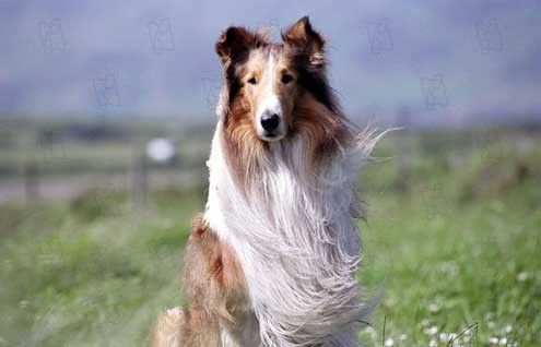 Foto de la película Lassie - Foto 18 por un total de 29 - SensaCine.com