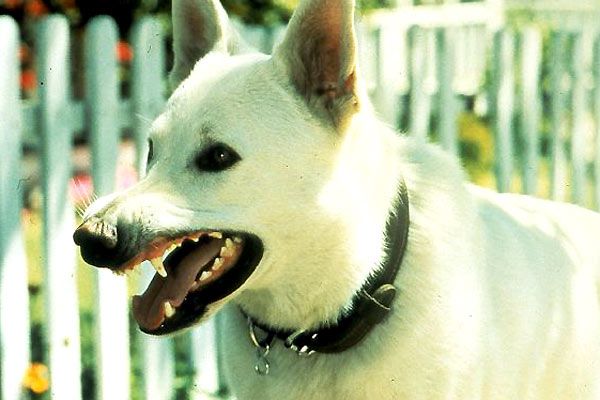 Foto de la película Perro blanco - Foto 14 por un total de 14 ...