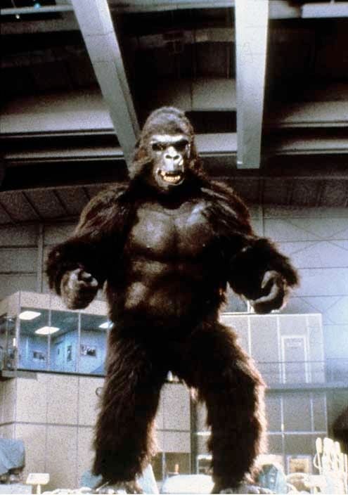 Foto de la película King Kong 2 - Foto 5 por un total de 7 - SensaCine.com