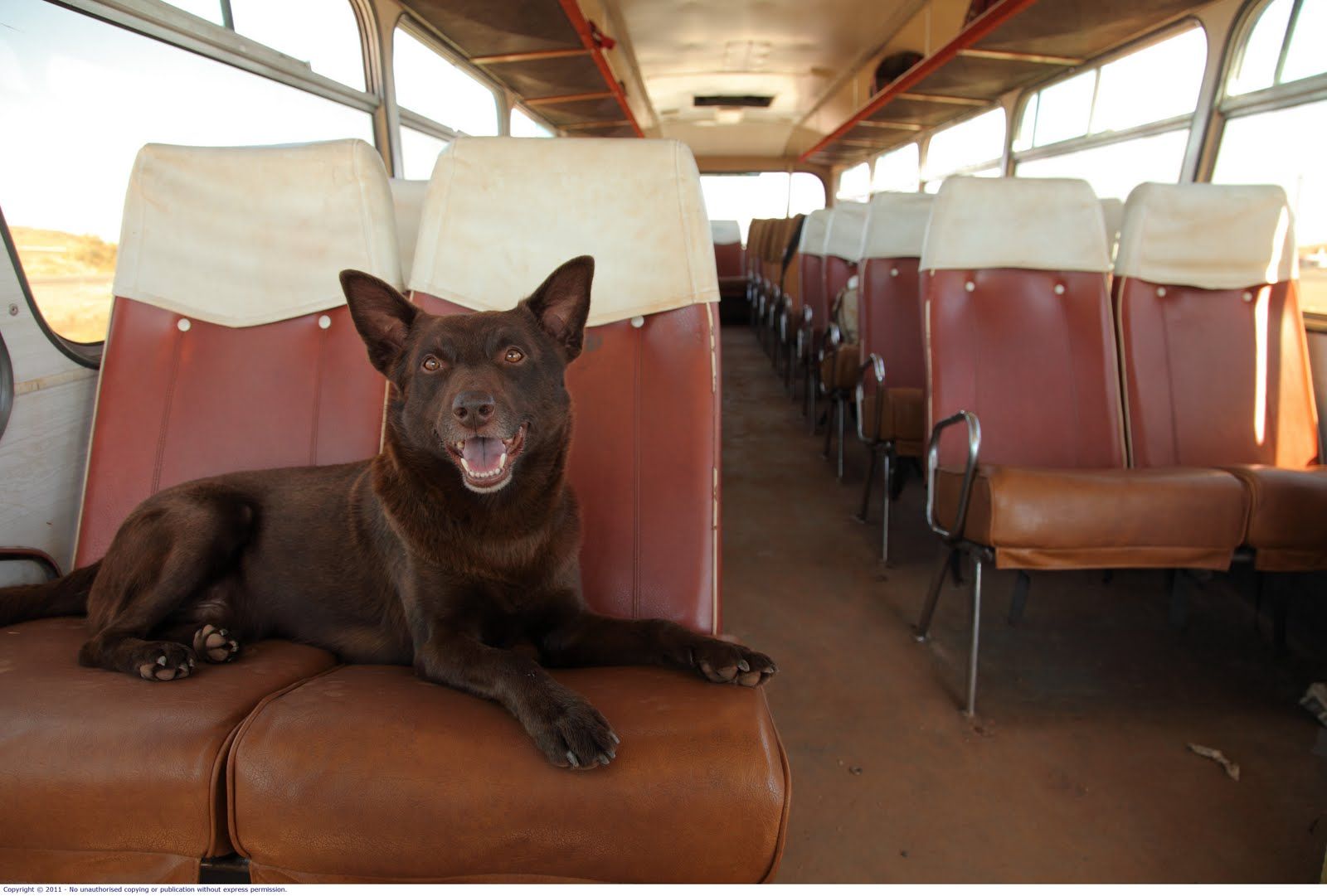 Foto de la película Red Dog - Foto 7 por un total de 10 - SensaCine.com