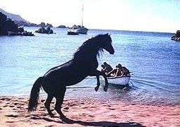 Foto de la película El corcel negro - Foto 10 por un total de 15 ...