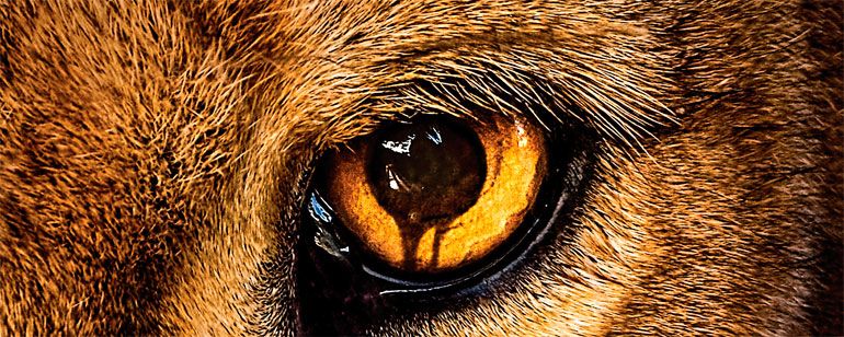 ‘Zoo’: PETA pide la cancelación de la nueva serie de CBS - Noticias de ...