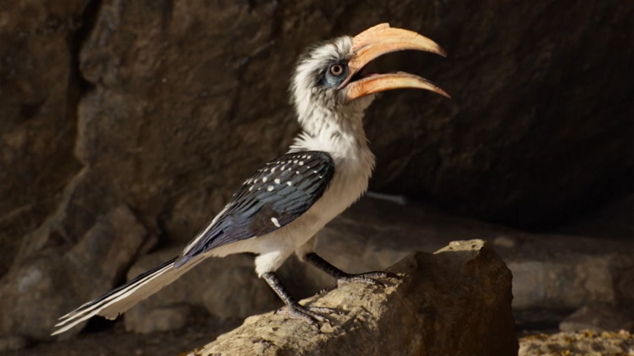 'El Rey León': Descubre en EXCLUSIVA cómo hizo John Oliver de Zazú ...
