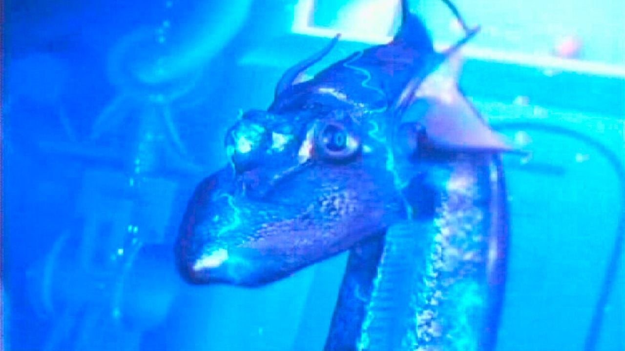 Foto de Deep Shock - Foto 3 por un total de 4 - SensaCine.com