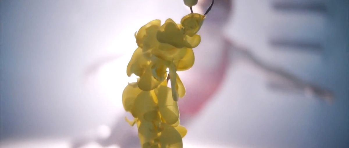 Foto de la película Upstream Color - Foto 10 por un total de 18 ...