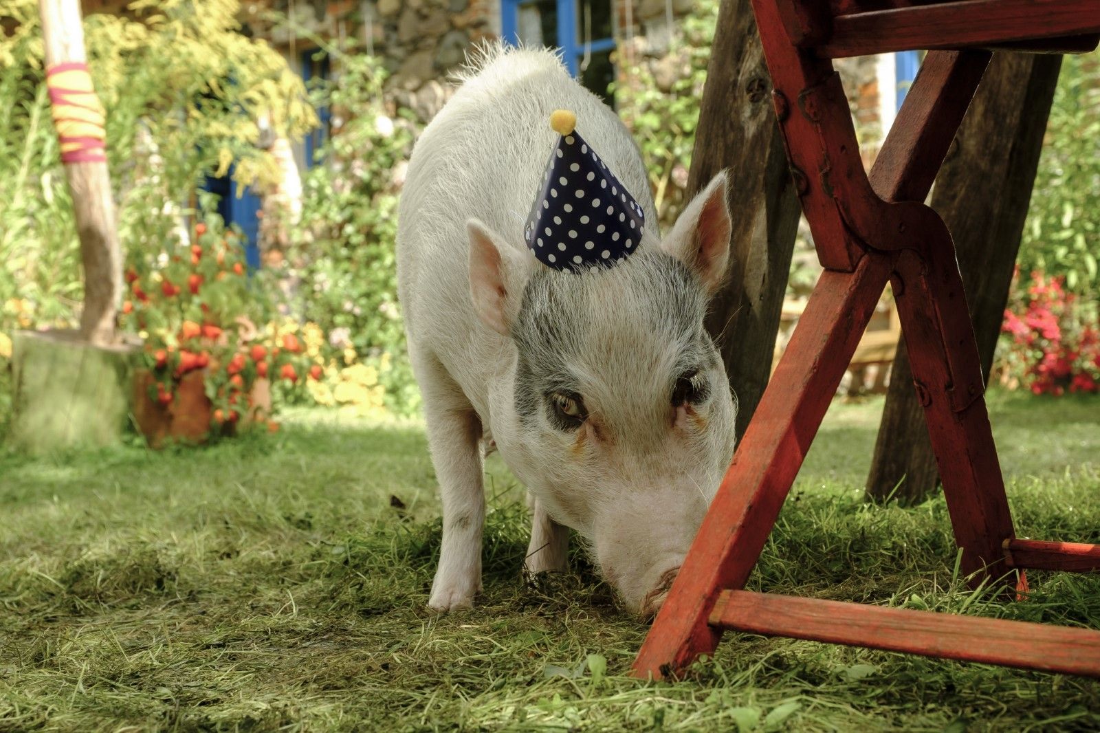 Foto de la película Lassie (Una nueva aventura) - Foto 42 por un total ...