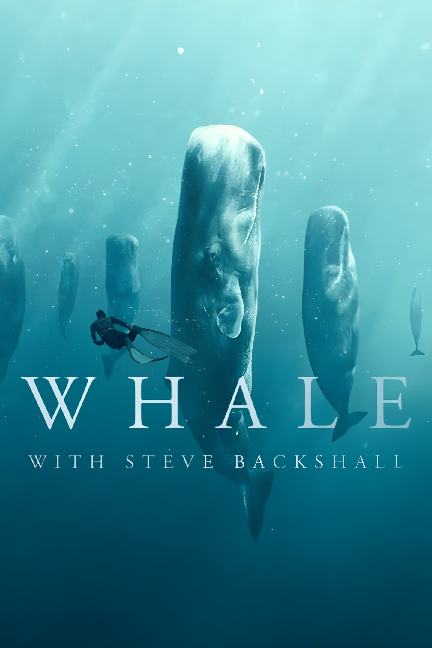 Ballenas con Steve Backshall - Serie 2023 - SensaCine.com