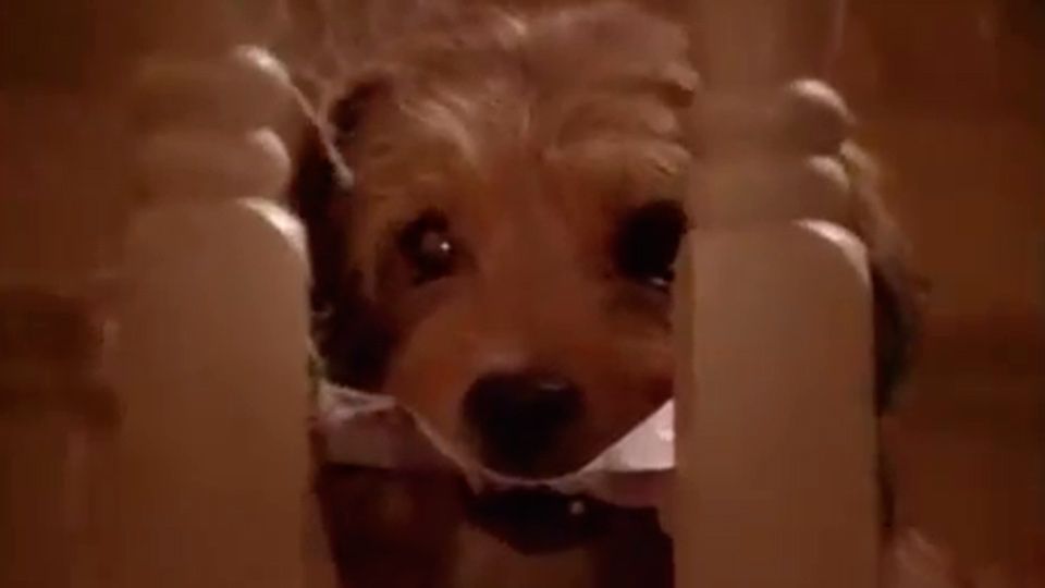 Tráiler de la película Benji - Benji Tráiler VO - SensaCine.com